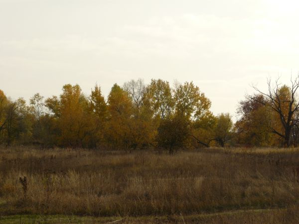 forest side view texture 0004 - Texturelib